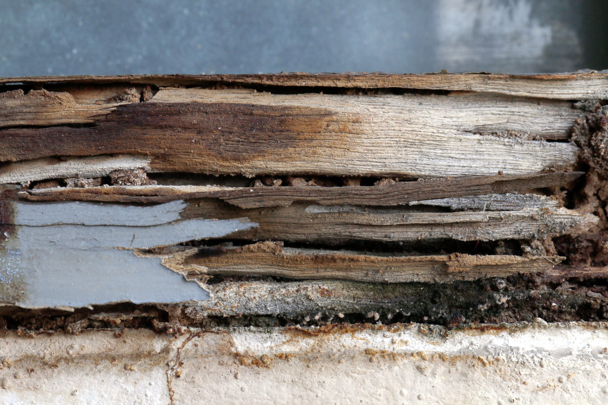 10 Signs of Termite Infestation at Your Home - Dependable Pest Control 10 Signs of Termite Infestation at Your Home - Dependable Pest Control