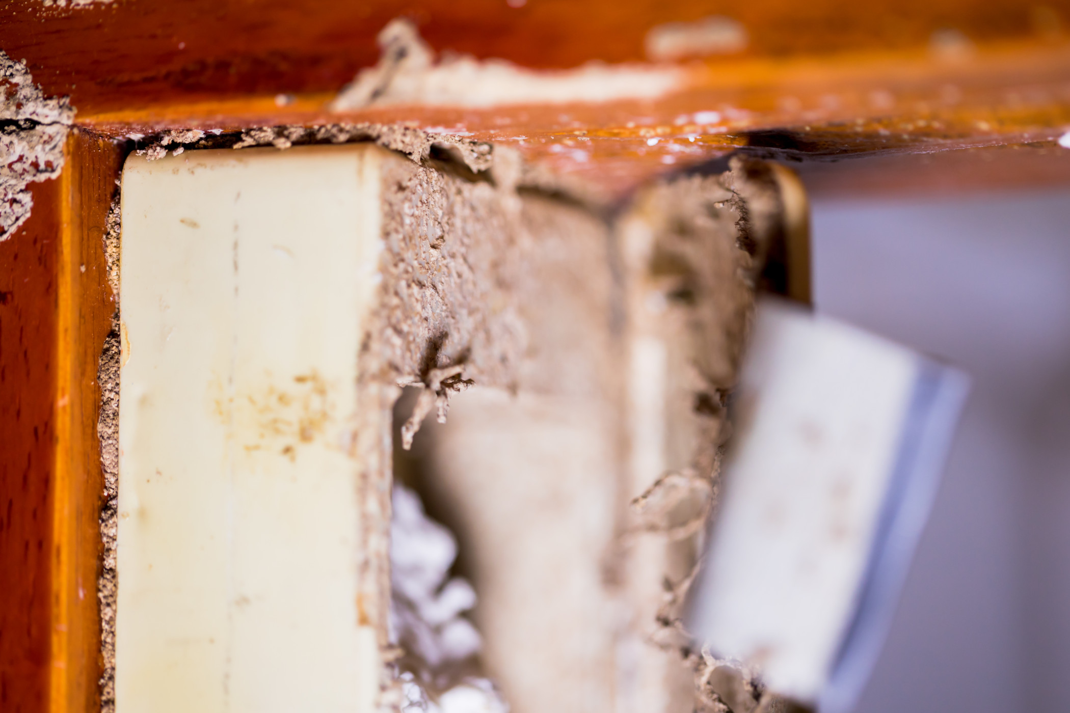13 Signs of Termite Infestation - Dependable Pest Control 13 Signs of Termite Infestation - Dependable Pest Control